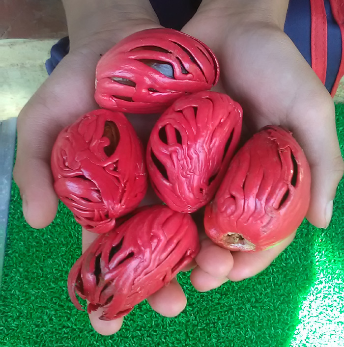 Punnathanam - Jathy An Improved Nutmeg Variety - National Innovation ...