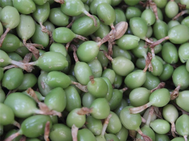 Pappalu - pest tolerant cardamom variety - National Innovation ...